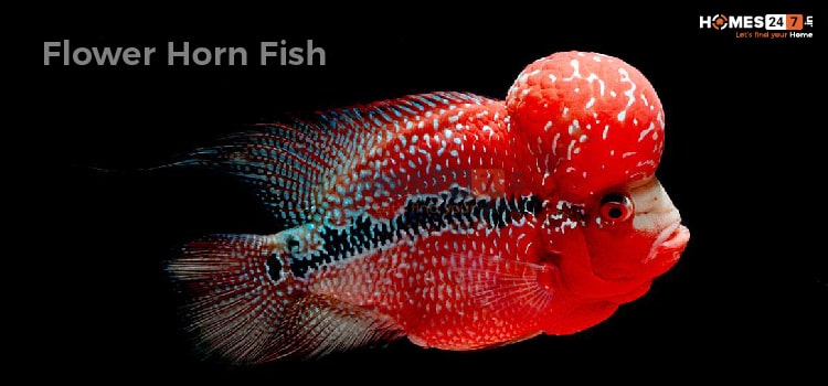 Which fish is good as per Vastu?