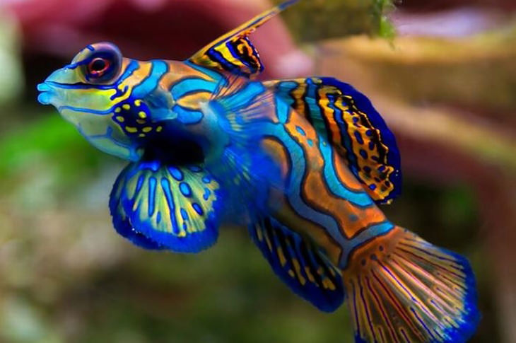 Which fish is the most Colourful?
