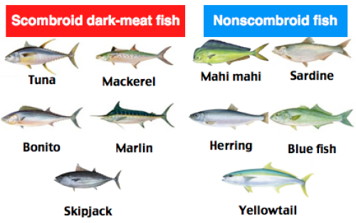 Which food can cause Scombrotoxic food poisoning?