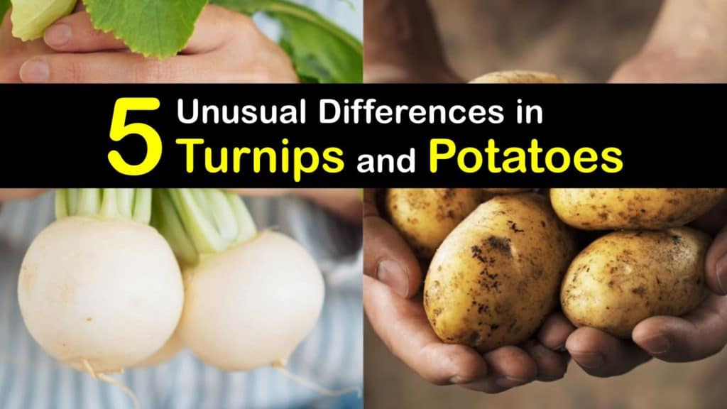 Which is healthier turnips or potatoes?