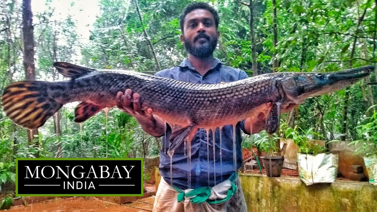 Which is the biggest fish in Kerala?