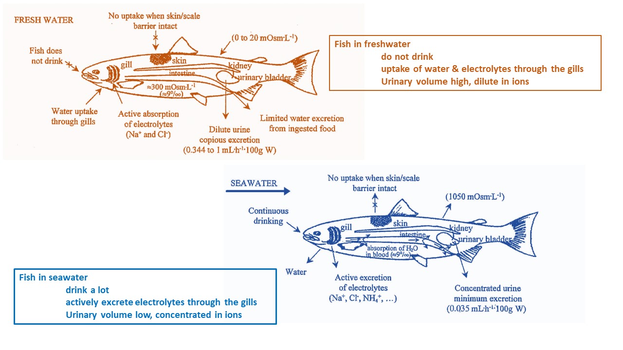 Which mineral is highest in fish?