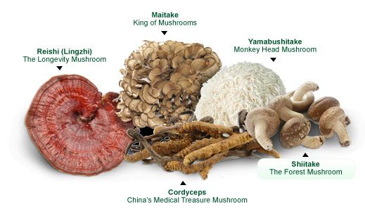 Which mushroom is best for autoimmune disease?