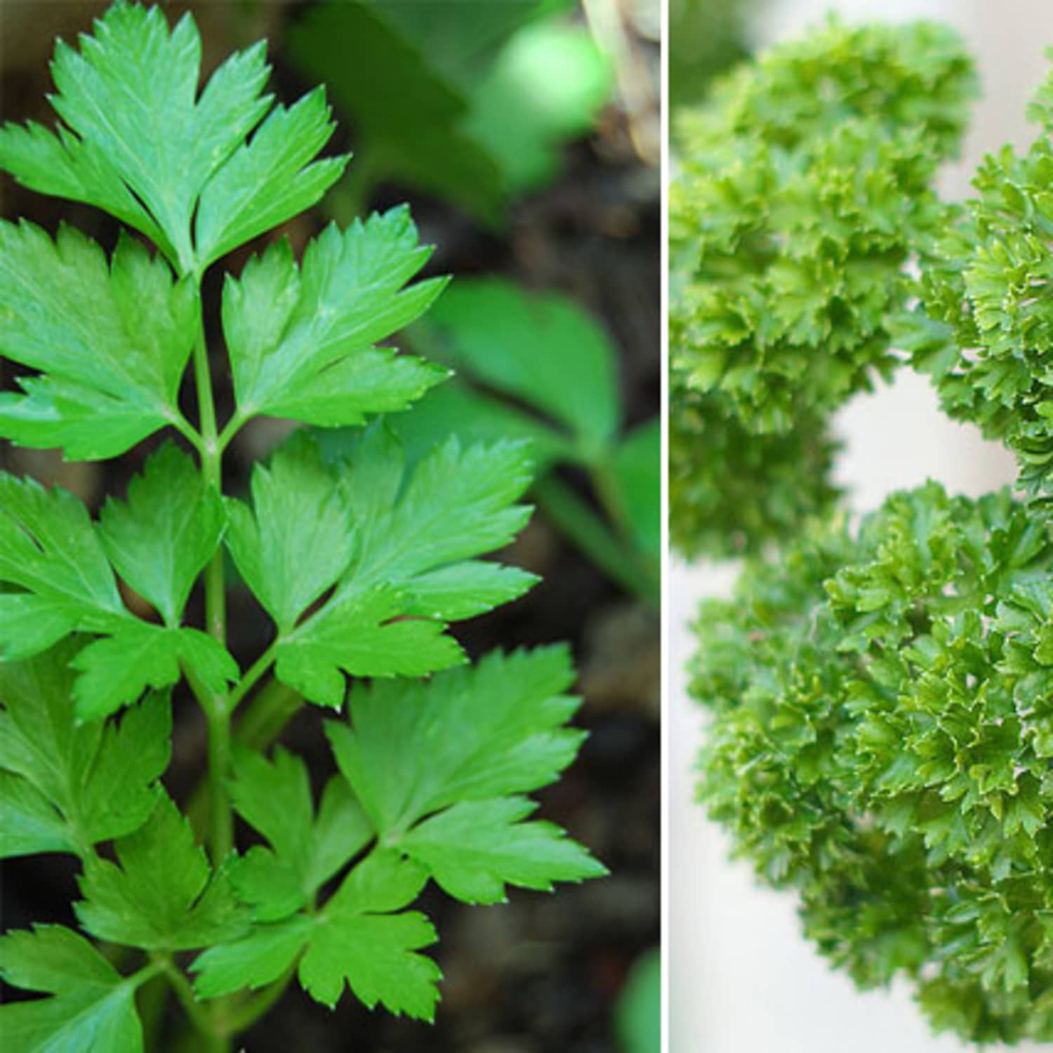 Which parsley is less bitter?