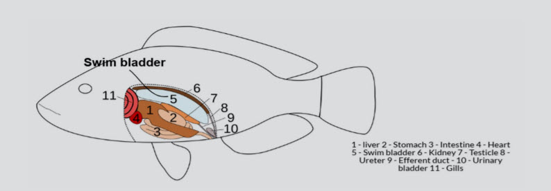 Which part of fish is fish maw?