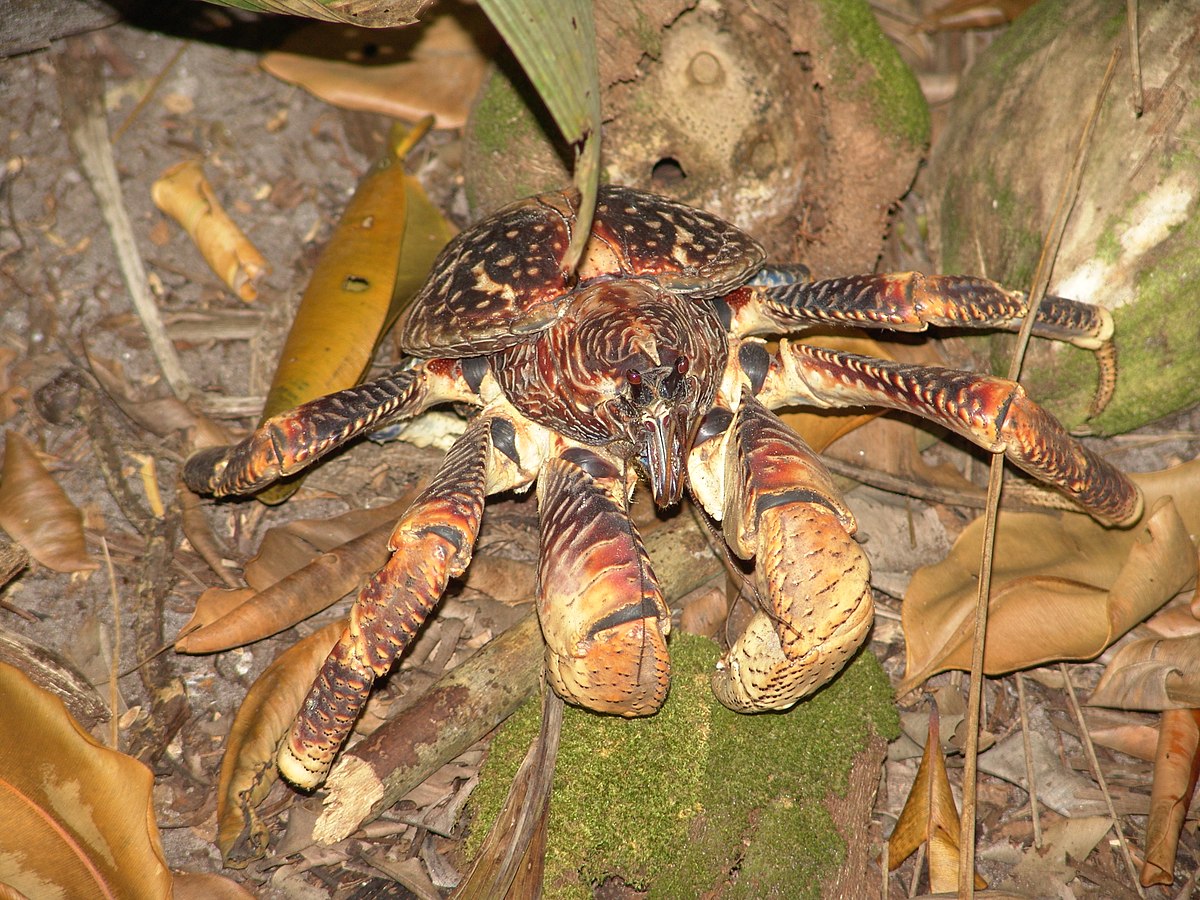 Who was eaten by coconut crabs?