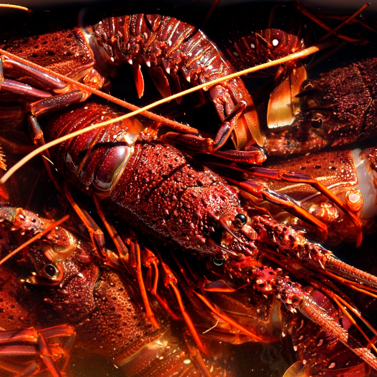Why are Australian lobster tails so expensive?