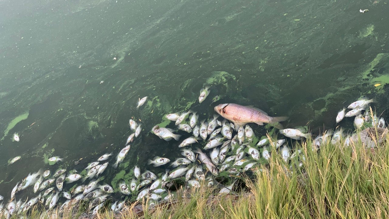 Why are fish dying in my lake?