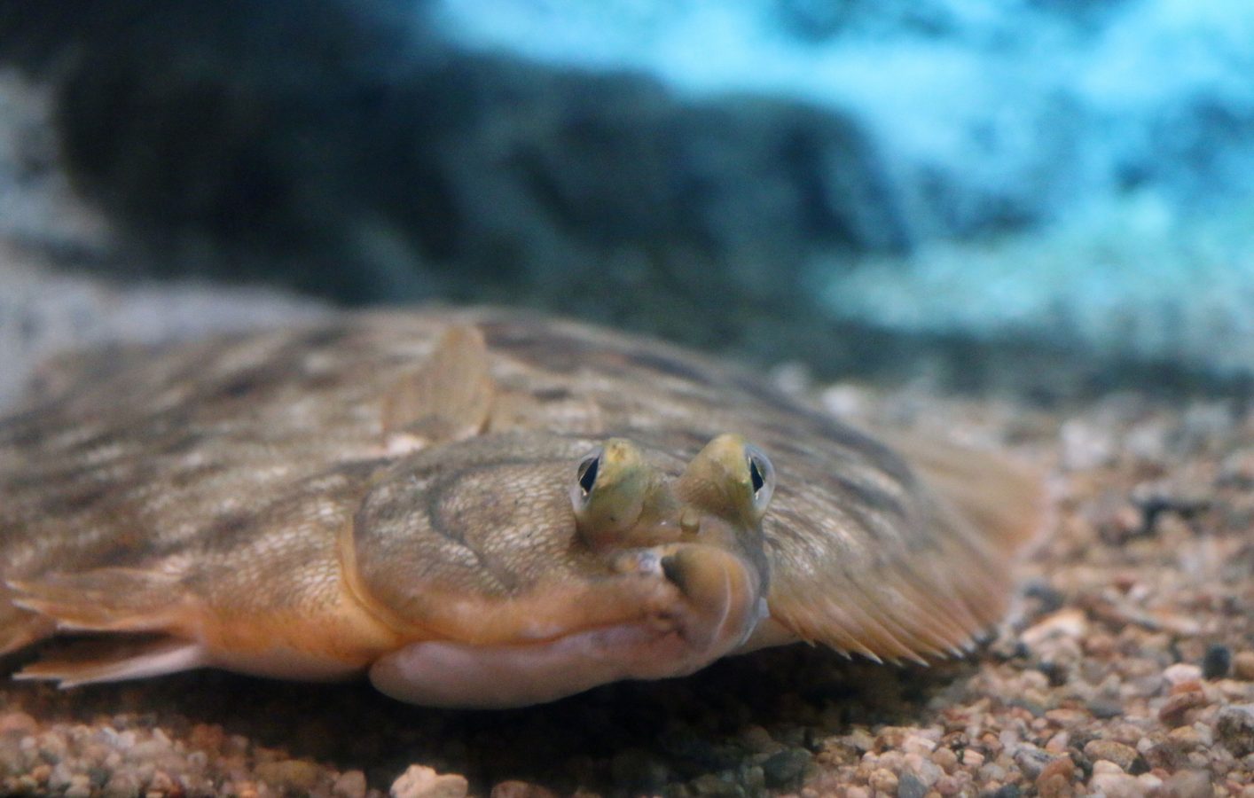 Why are flounders sideways?