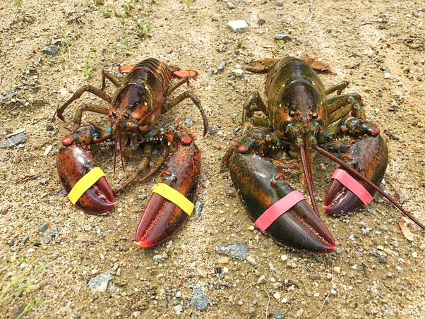 Why are lobster claws different?