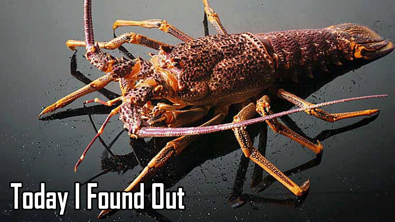 Why are lobsters immune to aging?