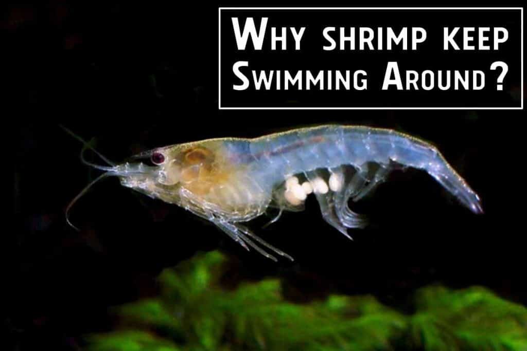 Why are my shrimp swimming around?