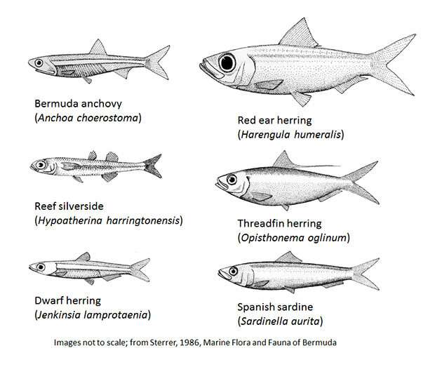 Why are small fish being overfished?