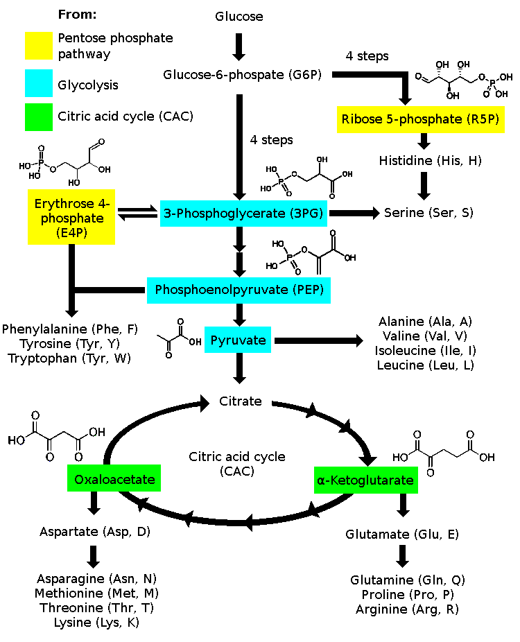 Why can't humans synthesize all amino acids?