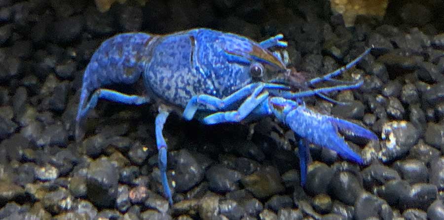 Why can't you eat a blue lobster?