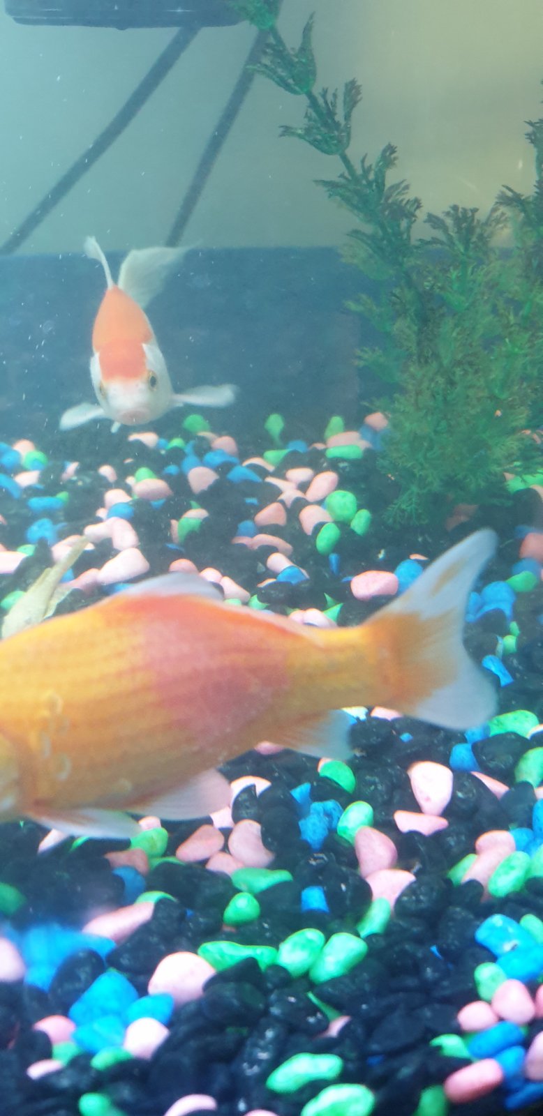 Why did my goldfish turn pink?