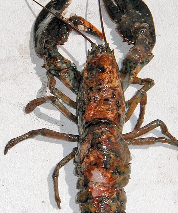 Why did my lobster turn black?
