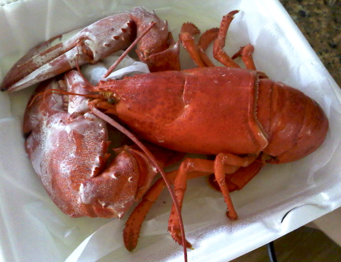 Why did my lobster turn white?