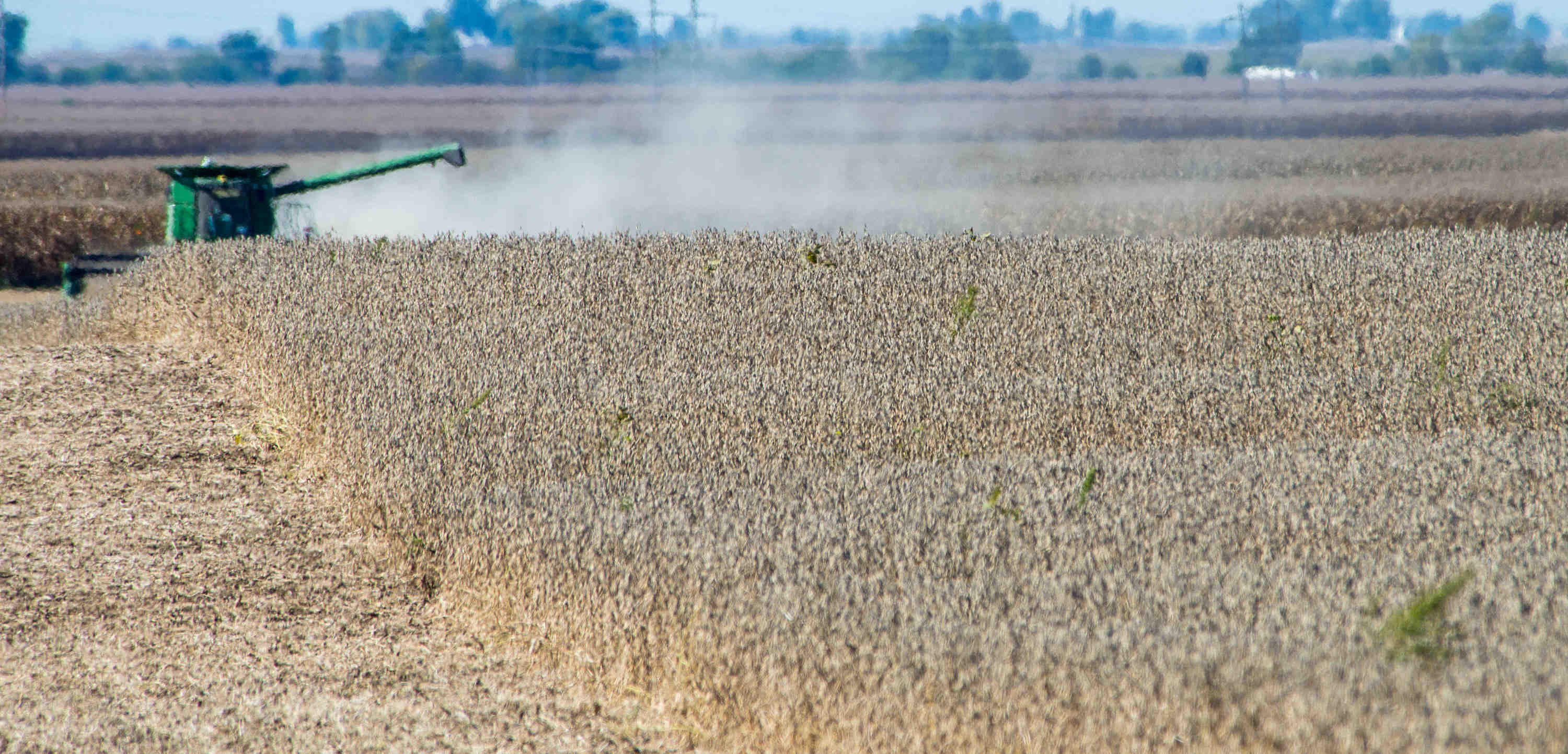 Why did soybeans become popular?
