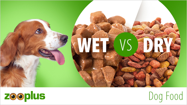 Why do dogs go off dry food?