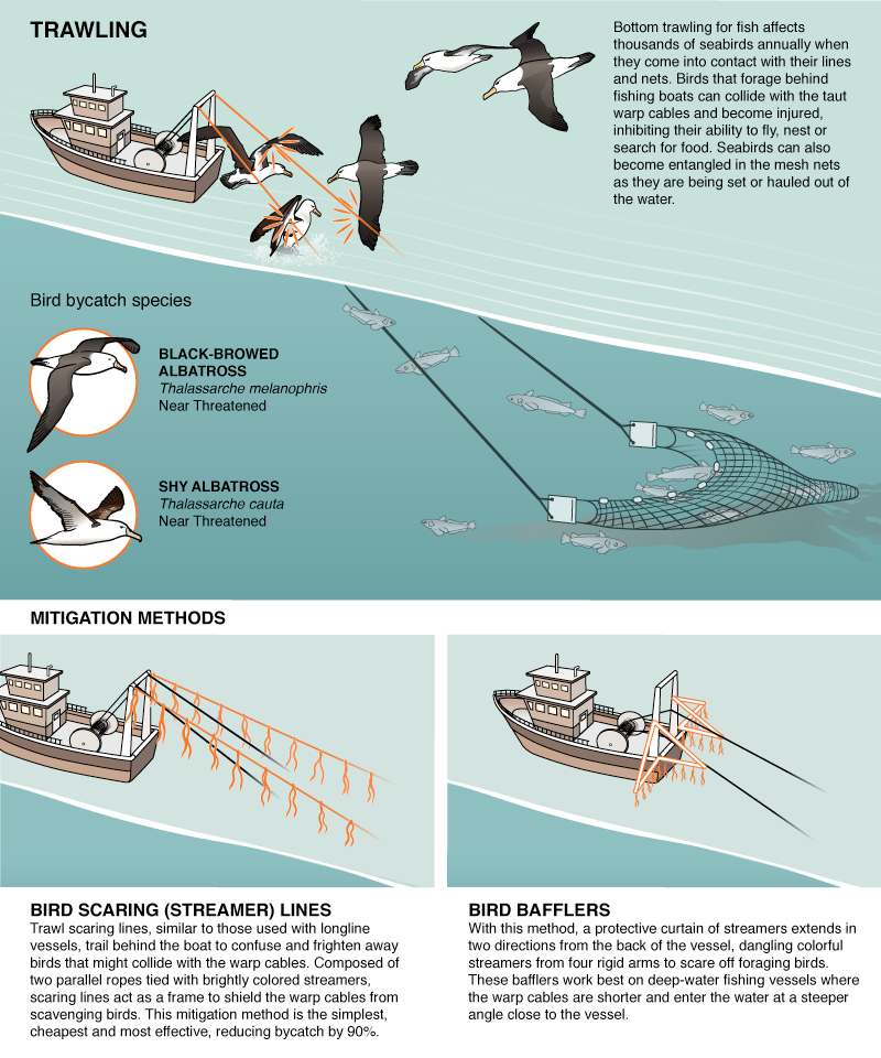 Why do fishing boats put birds in the water?