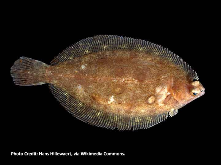 Why do flounder swim sideways?