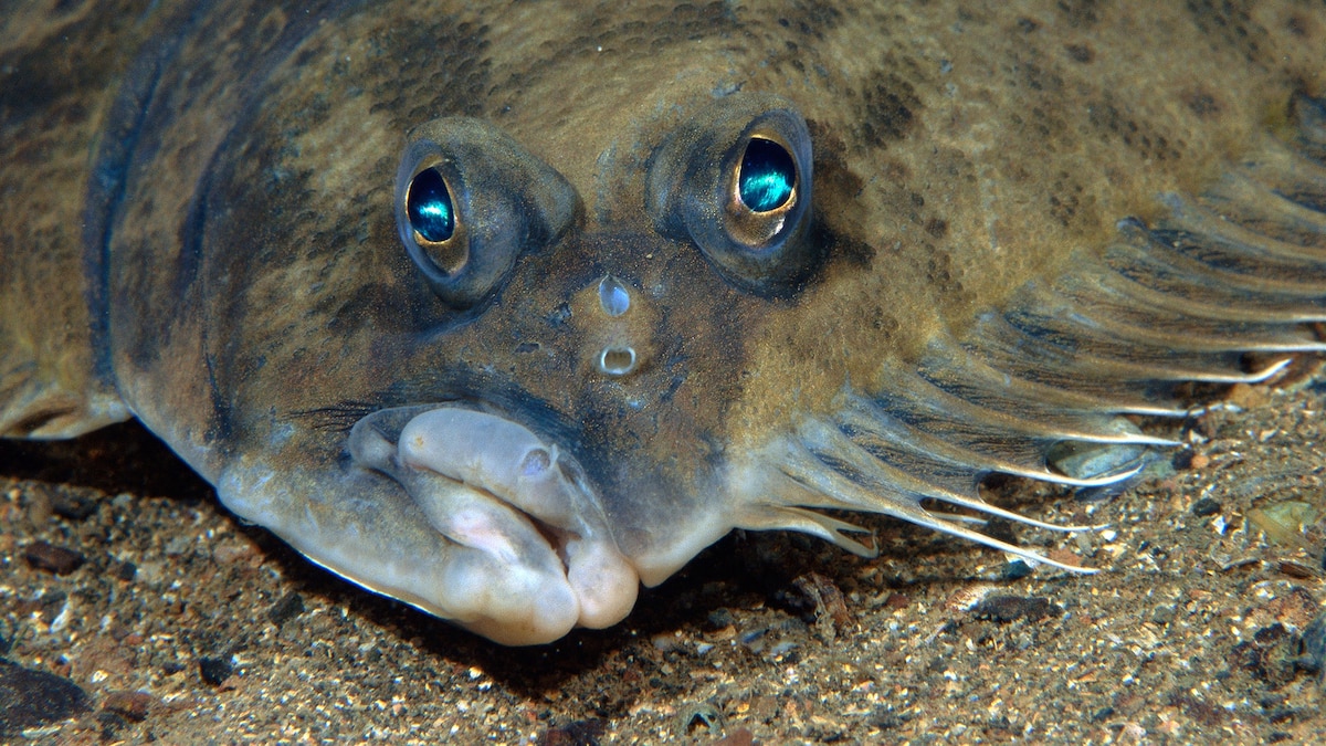 Why do halibut have eyes on one side?