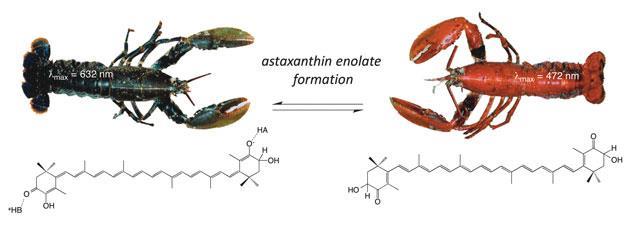 Why do lobsters have astaxanthin?
