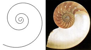 Why do shells form spirals?