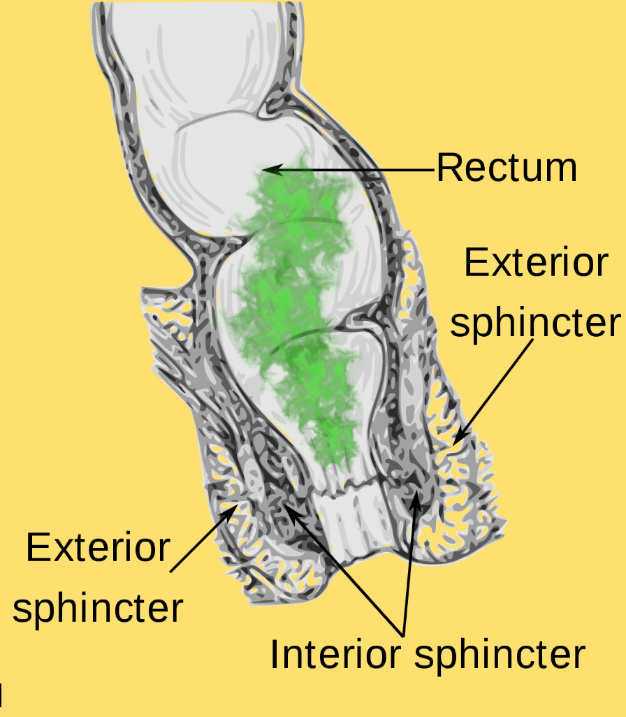 Why do some farts have noise?