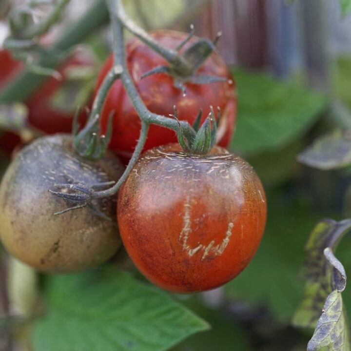 Why do tomatoes have a weird aftertaste?
