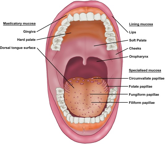 Why do we fart with mucosal linings?