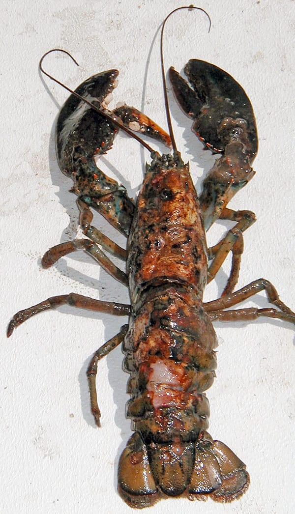 Why does lobster turn black?