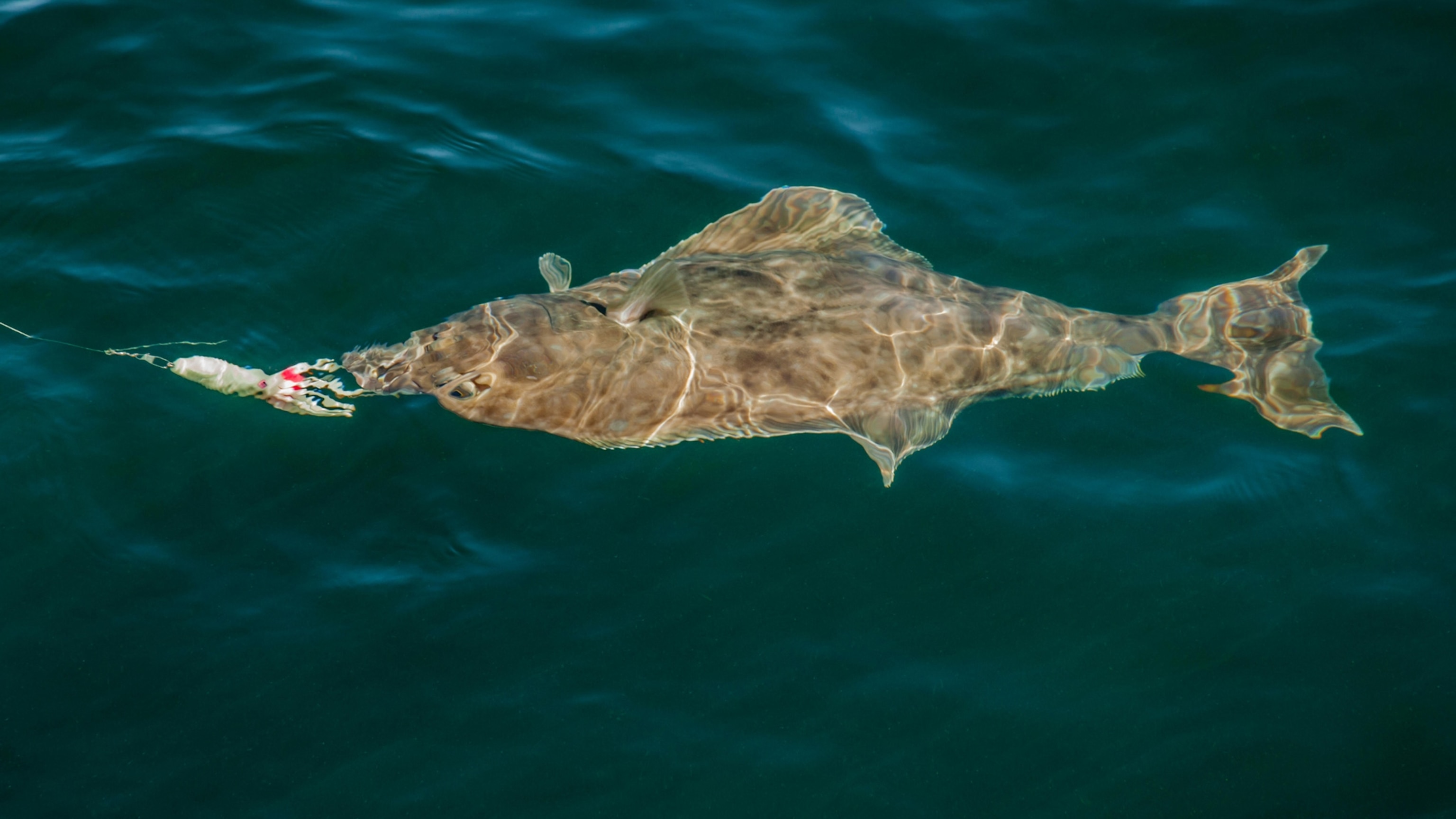 Why is Alaska’s tiny fishing fleet losing the fight for halibut?
