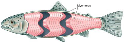 Why is beef usually tougher than fish?