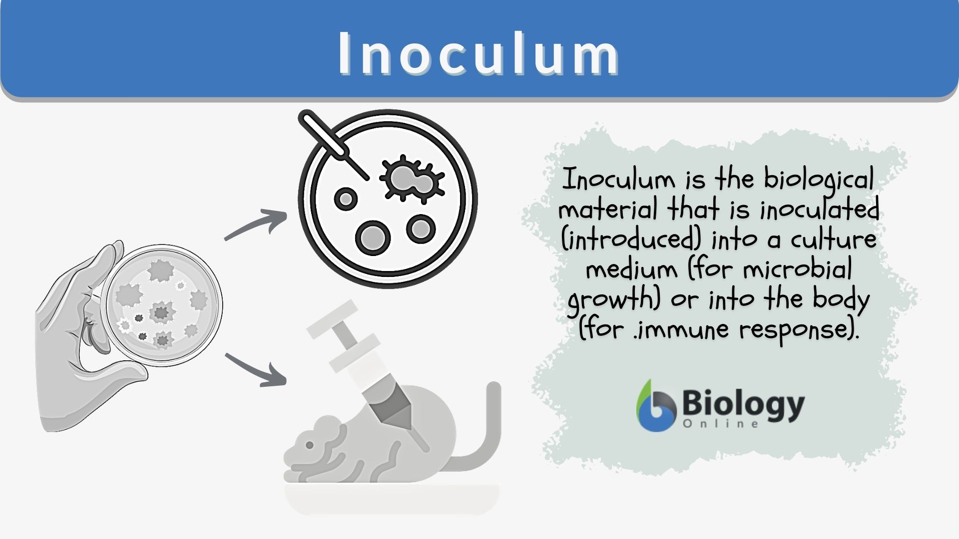 Why is inoculation important in microbiology?