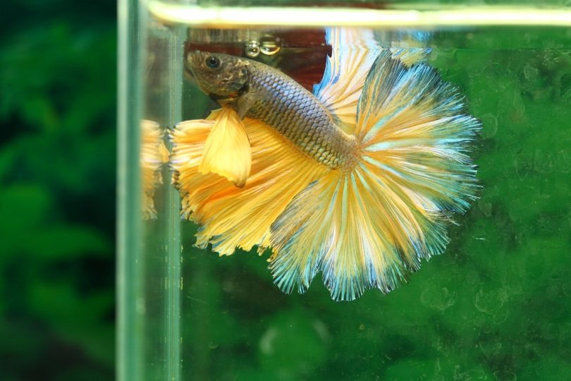 Why is my betta fish yellow?