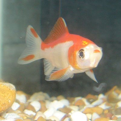 Why is my fish not opening its mouth?