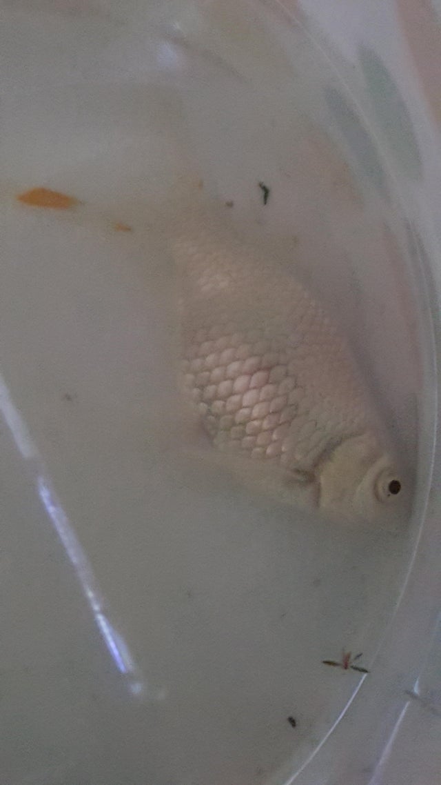 Why is my goldfish laying on its side but still breathing?