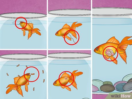 Why is my goldfish swimming on its side?