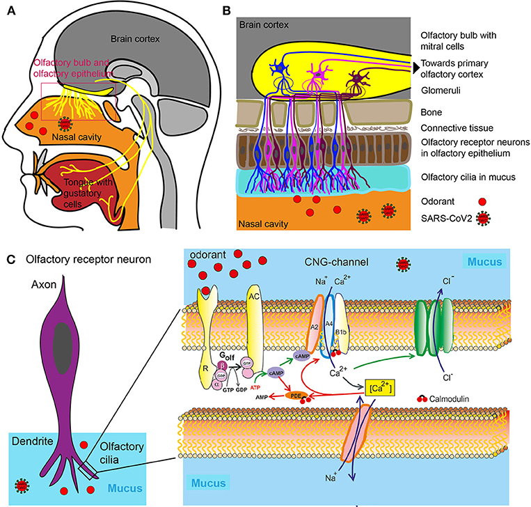 Why is our sense of smell an important part of our ability to taste food?