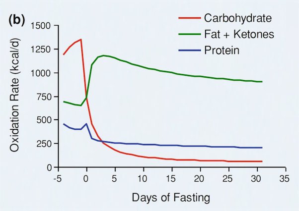 Why is protein not used for energy?