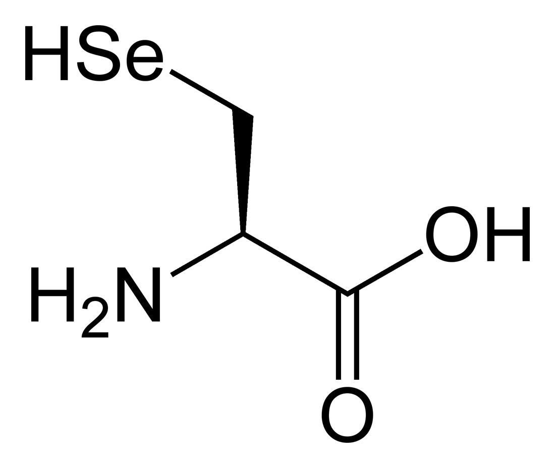 Why is selenium called the 21st amino acid?