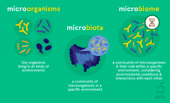Why is the microbiota important?