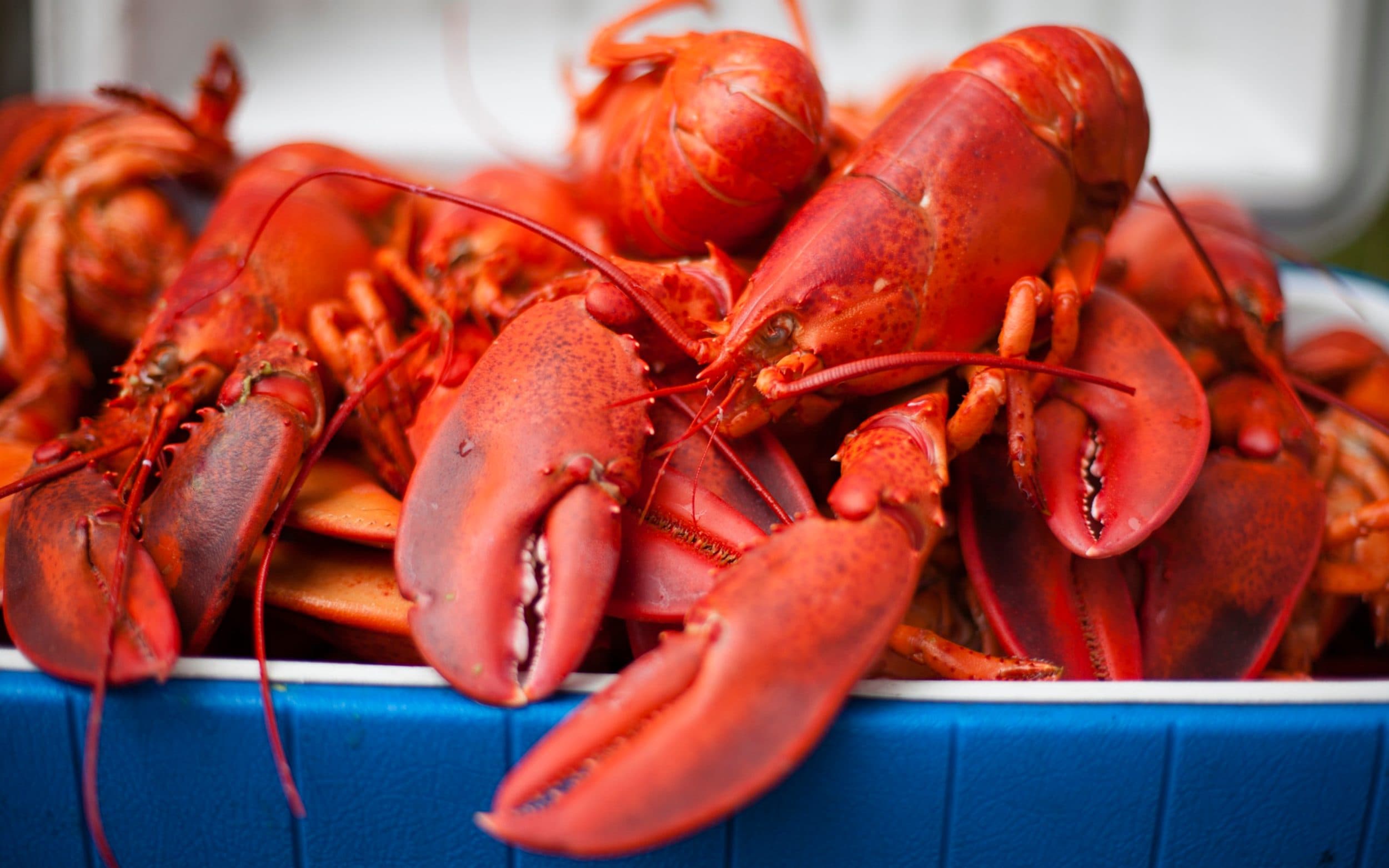 Why is there a lobster shortage?