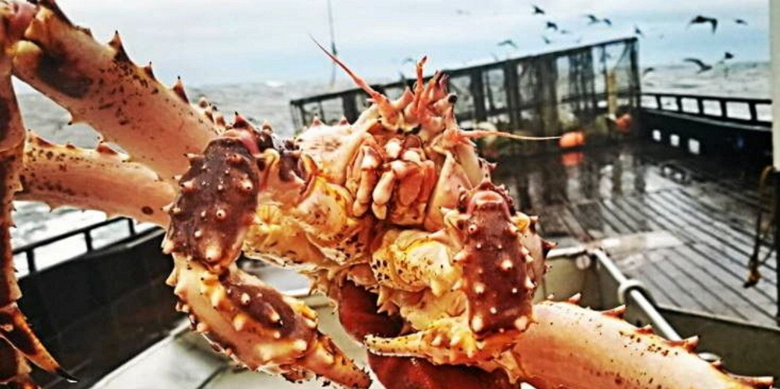 Why is there a shortage of king crab?