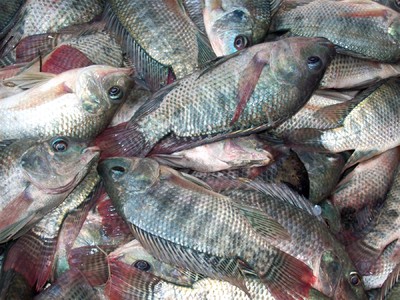Why is tilapia a popular fish in the Philippines?