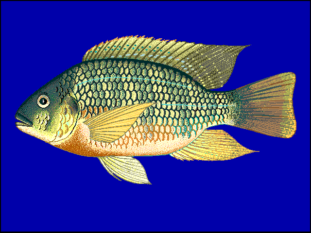 Why is tilapia becoming so popular?