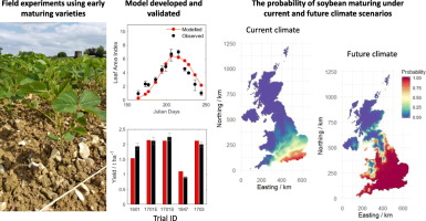 Why soybeans are unique compared to other plant sources?