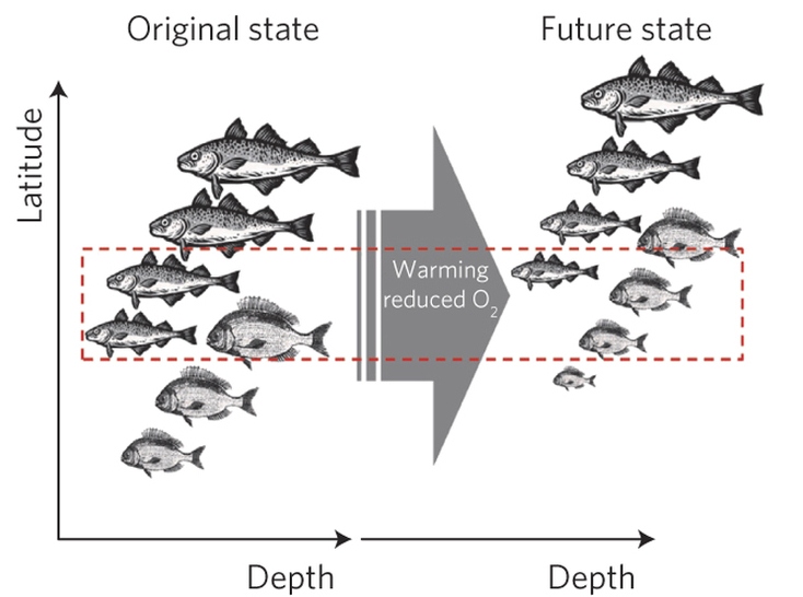 Why would fish get smaller?
